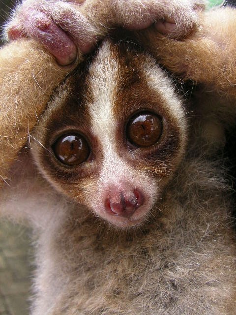 Wildlife Wednesdays: Slow Lorises – Brilliant Tots