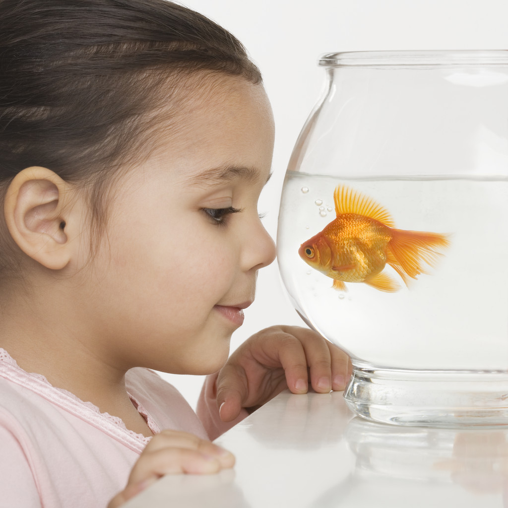 6 Ideal Beginner Pets For Kids – Brilliant Tots